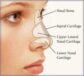 Does Your Nose Grow with Age? - Carolina Facial Plastics